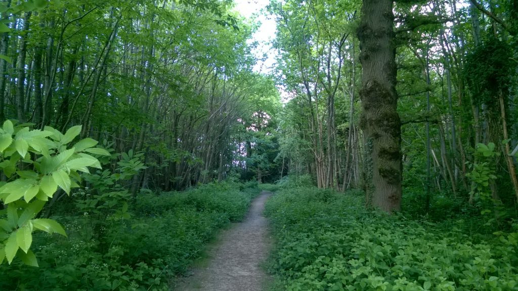 Hurst Wood - Woodland Trust Site - Kent High Weald
